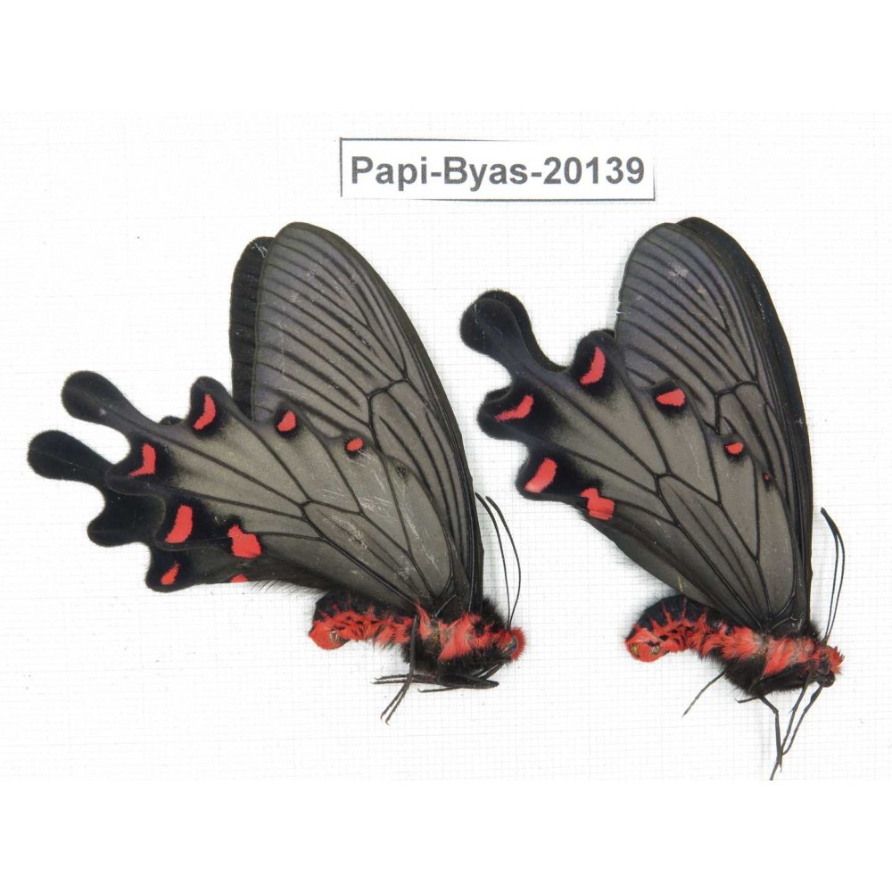 Papi-Byas-20139